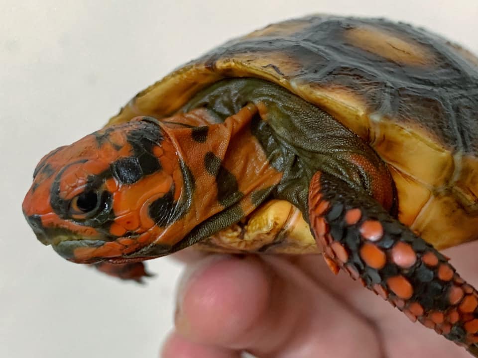 Red-Footed Tortoise: All You Need to Learn - The Reptile Bay