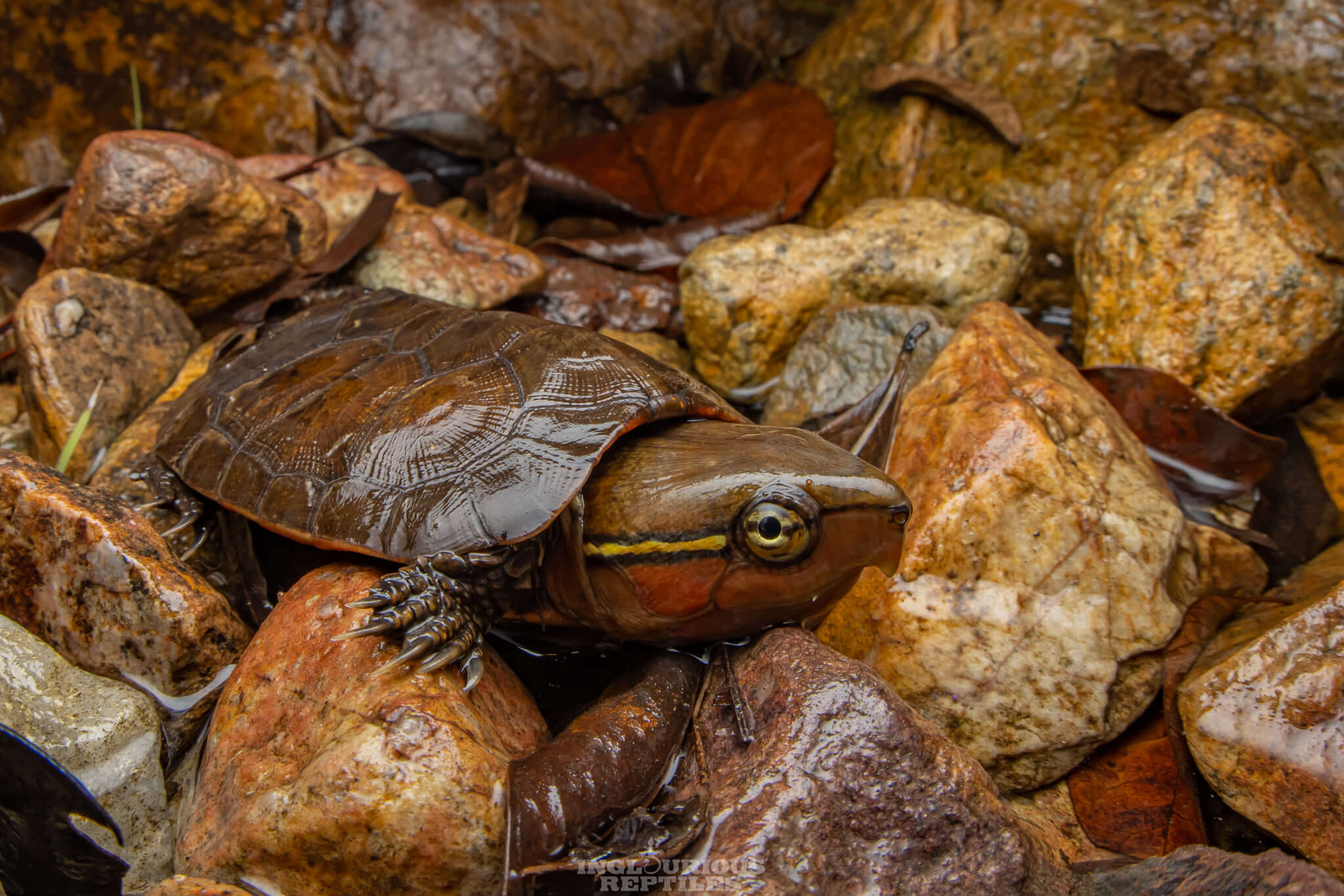 Turtle Breeds: 33 pet turtles for beginners - The Reptile Bay