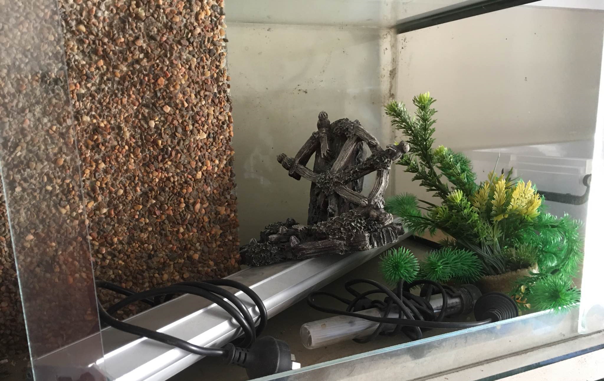 Reptile Terrarium Everything: Best Tanks for Setup, Buying Guide, Setup ...