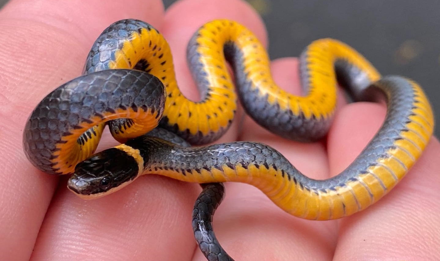 20 Pets Are Friendly Snakes for Beginning Pet Snakes - The Reptile Bay