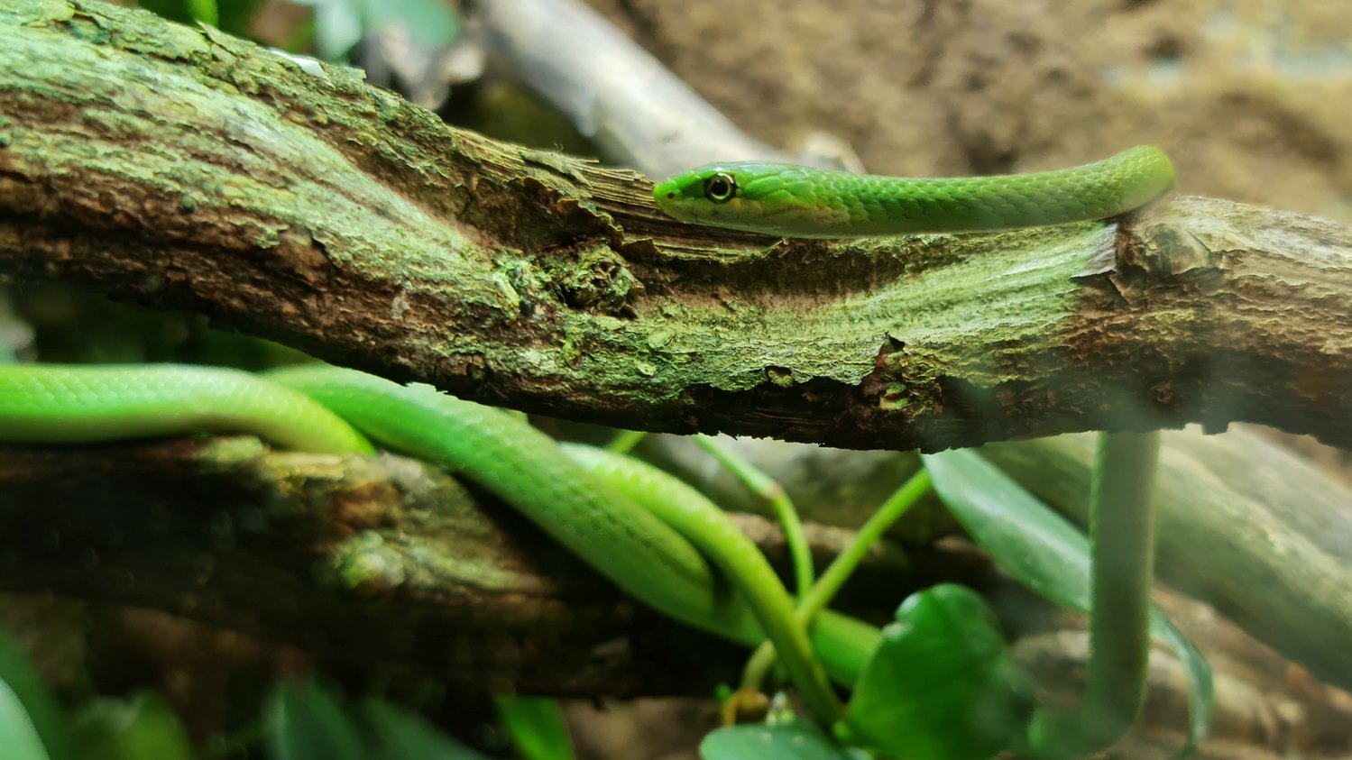 20 Pets Are Friendly Snakes for Beginning Pet Snakes - The Reptile Bay