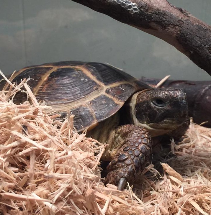 Russian Tortoise Care Sheet: Habitat, Diet and Enclosure - The Reptile Bay