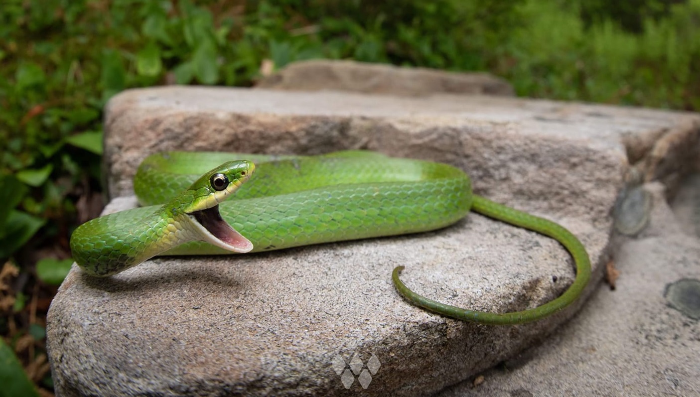 20 Pets Are Friendly Snakes for Beginning Pet Snakes - The Reptile Bay