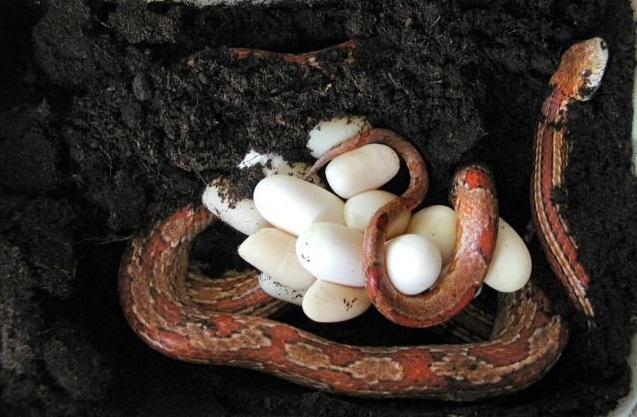 Snakes lay eggs? 3 ways snakes give birth - The Reptile Bay