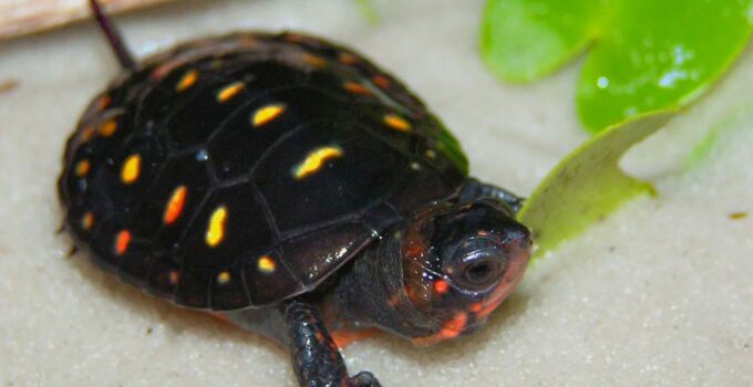 Turtle Breeds: 33 pet turtles for beginners - The Reptile Bay