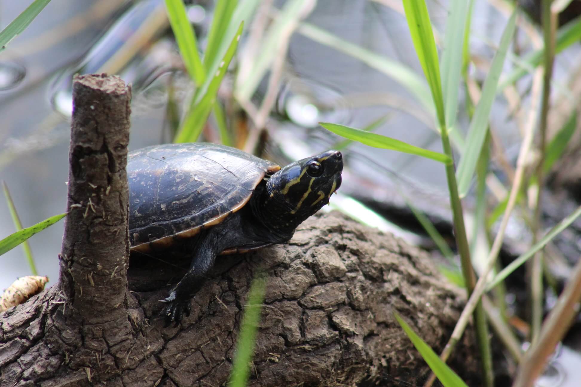Turtle Breeds: 33 pet turtles for beginners - The Reptile Bay