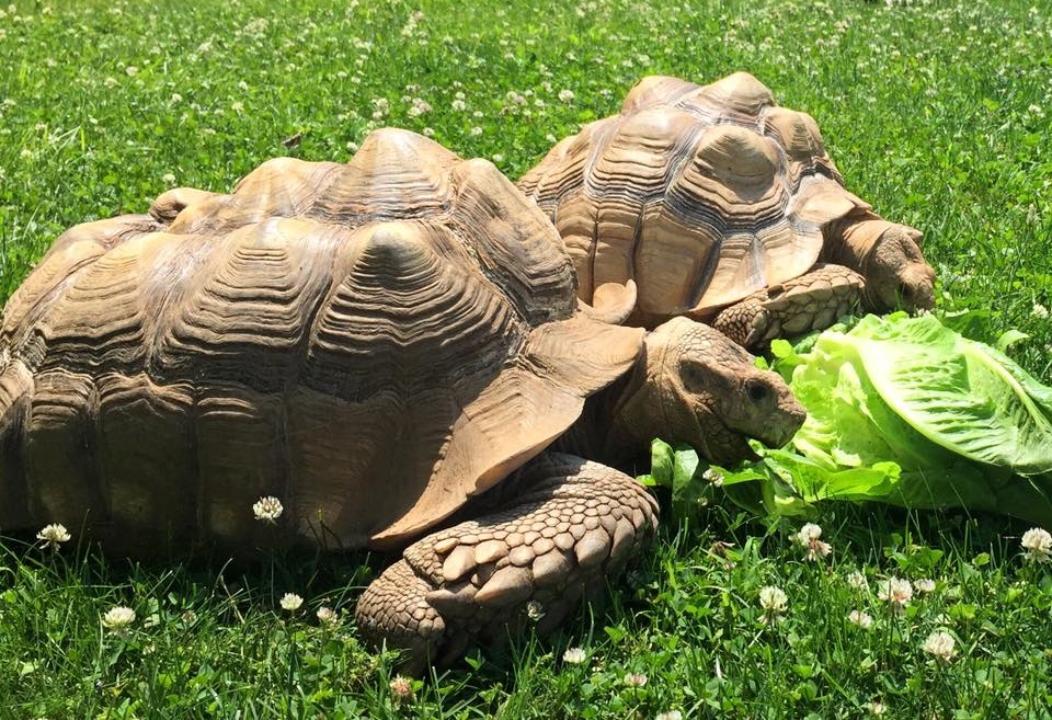 Top 10 Best Pet Tortoise Breeds for Beginners - The Reptile Bay