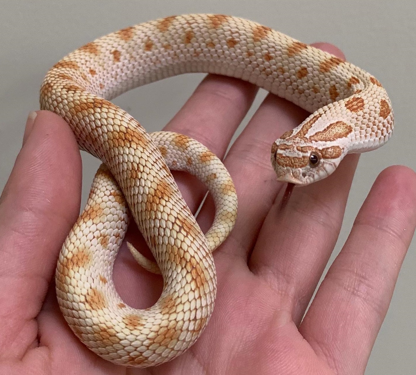 20 Pets Are Friendly Snakes for Beginning Pet Snakes - The Reptile Bay