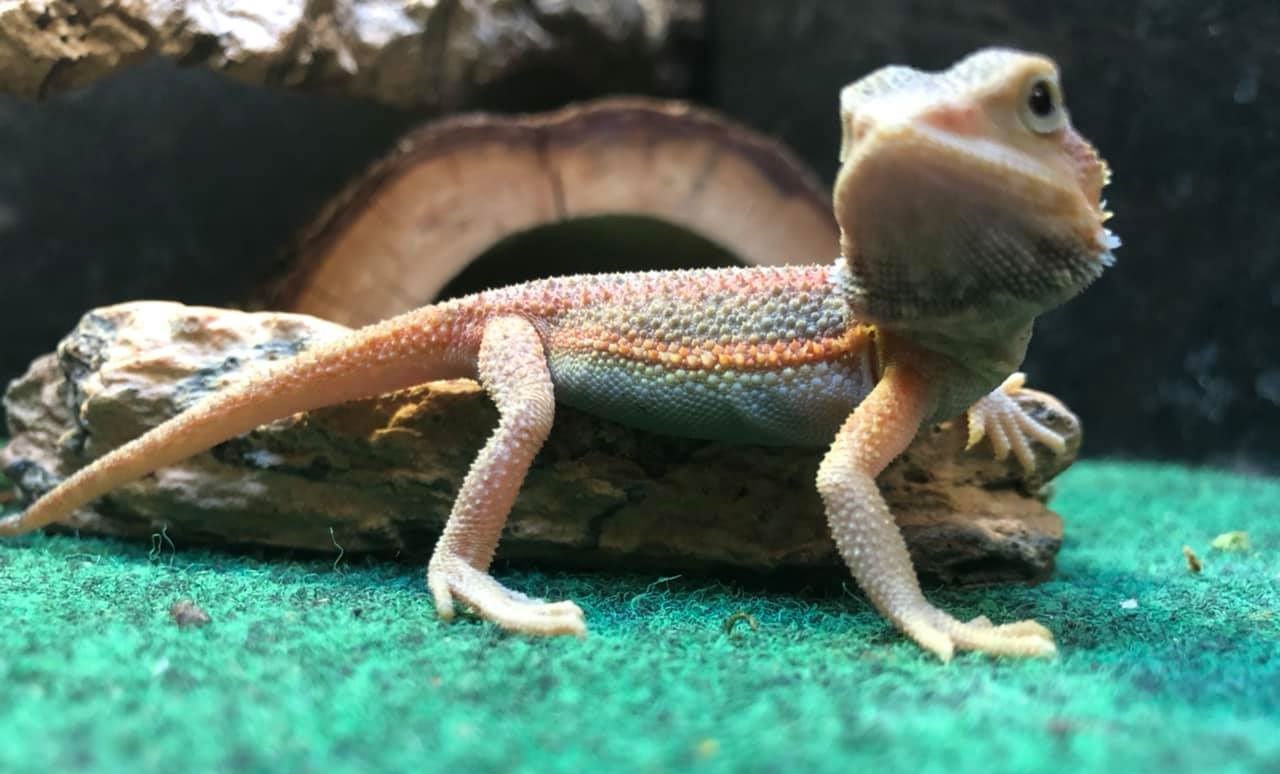 20 Types of Bearded Dragons: Species, Morphs and Color List - The ...