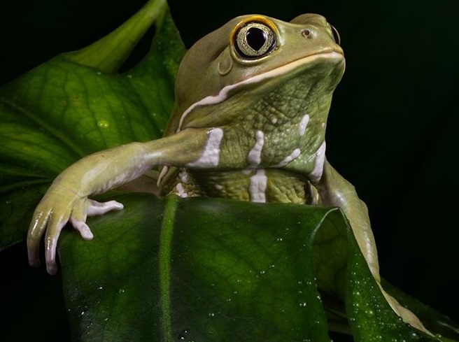 17 Popular Frog Pets for Beginners - The Reptile Bay