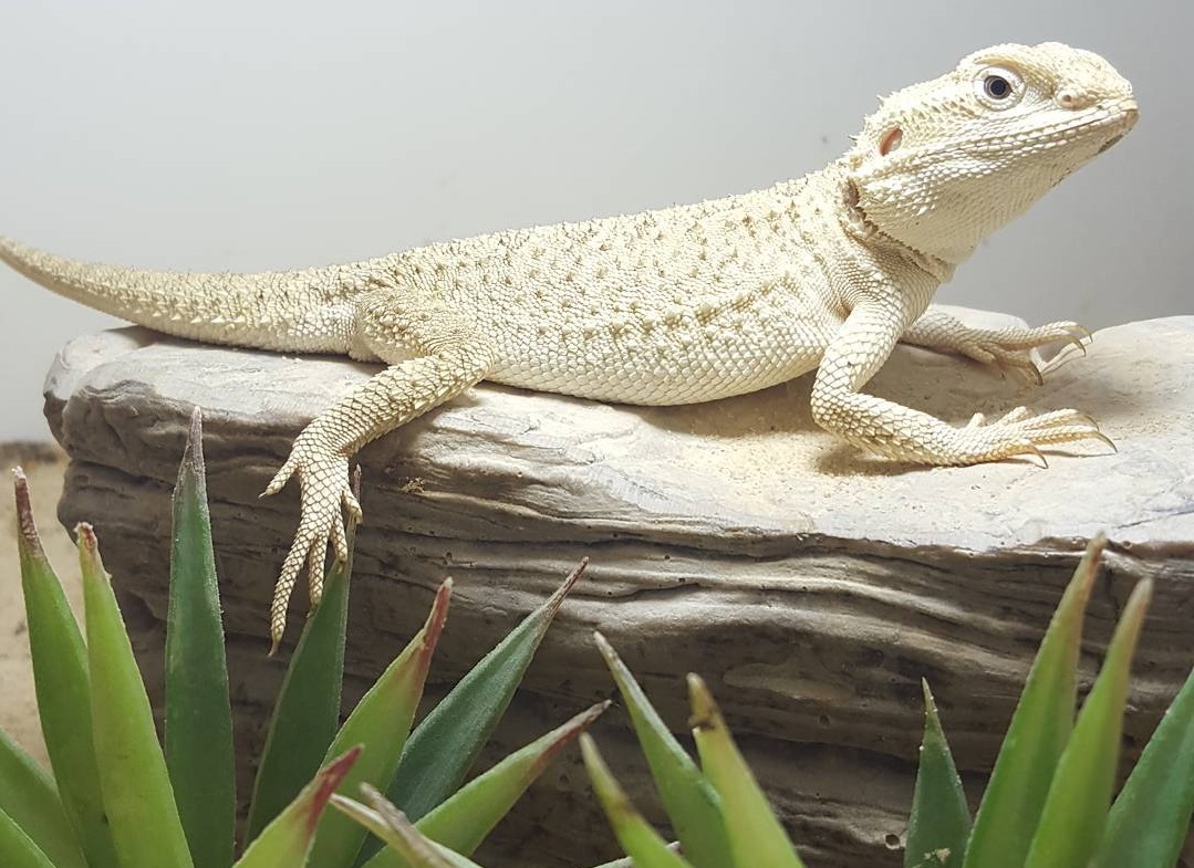 20 Types of Bearded Dragons: Species, Morphs and Color List - The ...