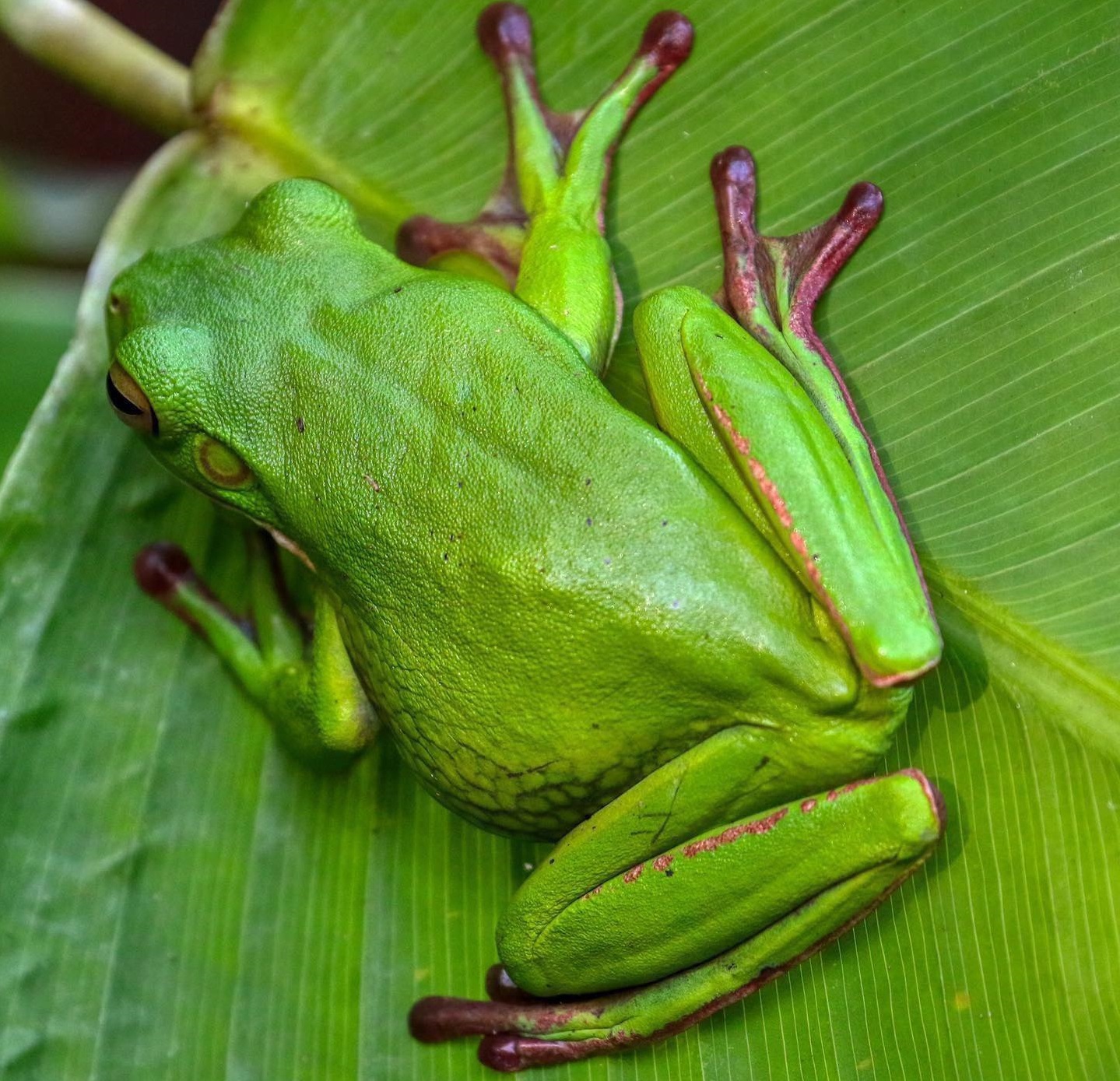 17 Popular Frog Pets for Beginners - The Reptile Bay