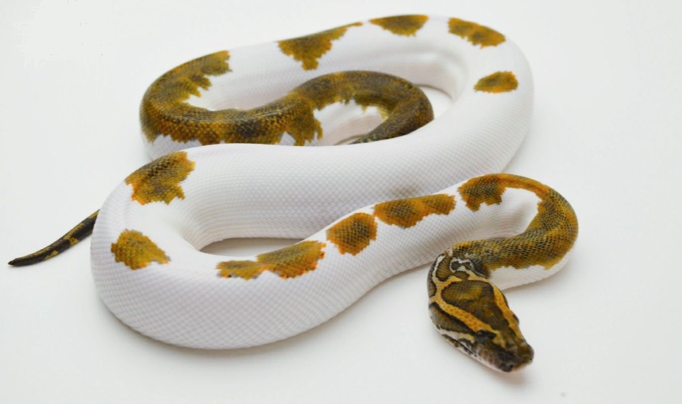 Burmese Python Care Sheet: A Good Snake for Beginning Snake Owners ...