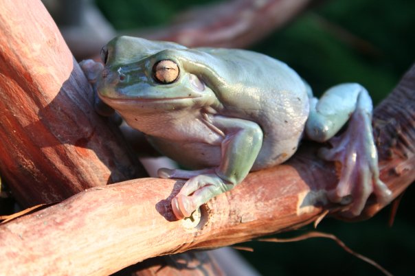 17 Popular Frog Pets for Beginners - The Reptile Bay