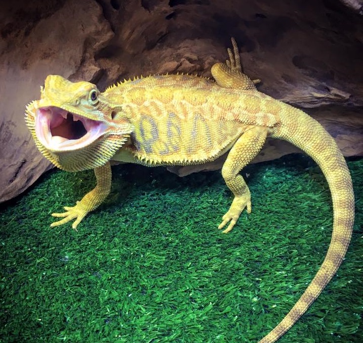 How Big Do Bearded Dragons Get? Growth & Size Chart - The Reptile Bay