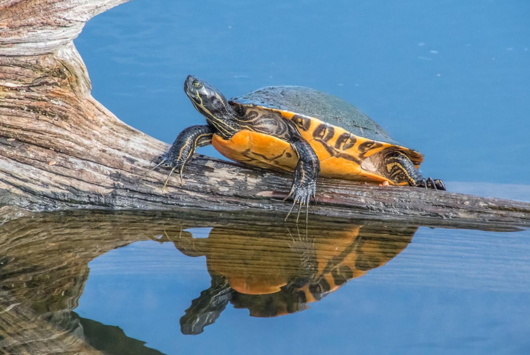 Turtle Breeds: 33 pet turtles for beginners - The Reptile Bay