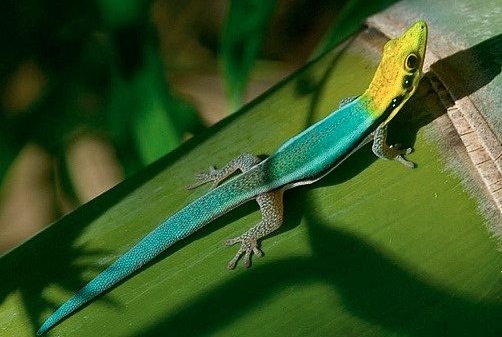 The Types of Geckos: 15 of the Best pet Gecko species - The Reptile Bay