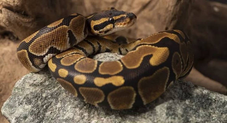 Ball Python Humidity and Temperature: Complete Guide - The Reptile Bay