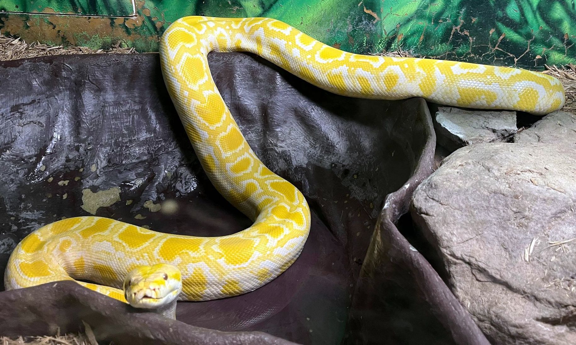 Burmese Python Care Sheet: A Good Snake for Beginning Snake Owners ...