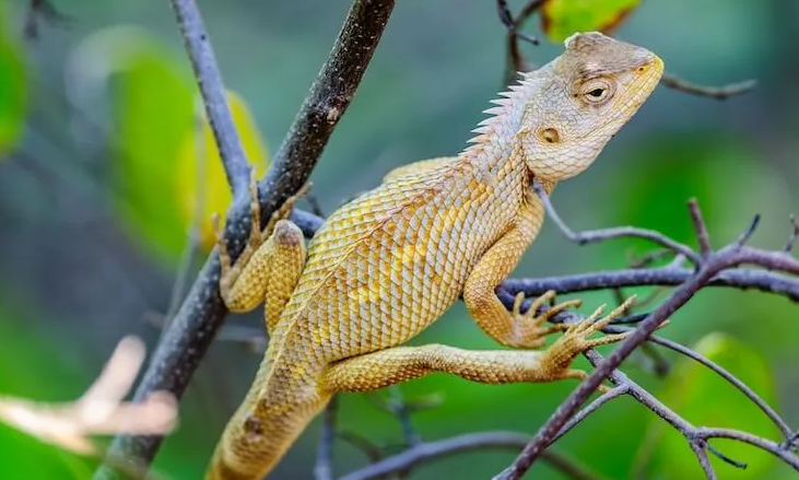 What do Lizards eat? Diet in the Wild & Pets - The Reptile Bay