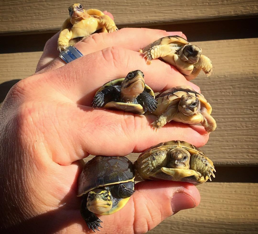 Russian Tortoise Care Sheet: Habitat, Diet and Enclosure - The Reptile Bay