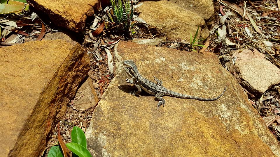8 Tips to feeding & caring for your baby Bearded Dragons - The Reptile Bay