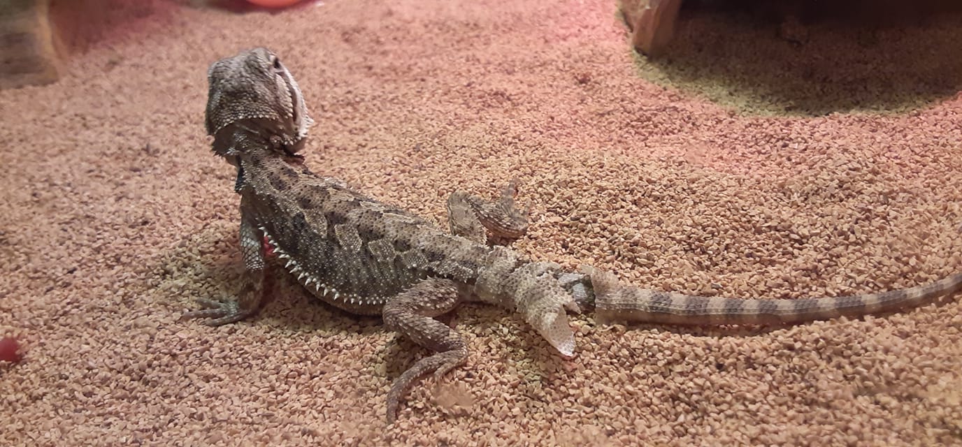 Bearded Dragon Shedding: The Complete Guide to Know - The Reptile Bay