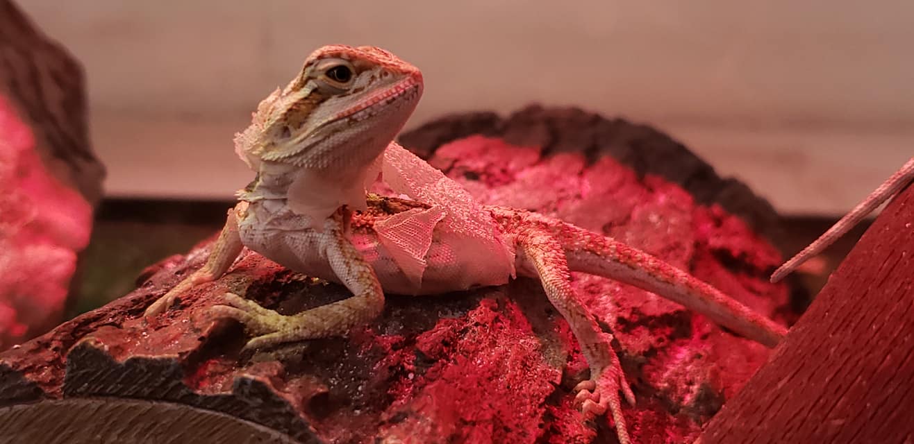 Bearded Dragon Shedding: The Complete Guide to Know - The Reptile Bay