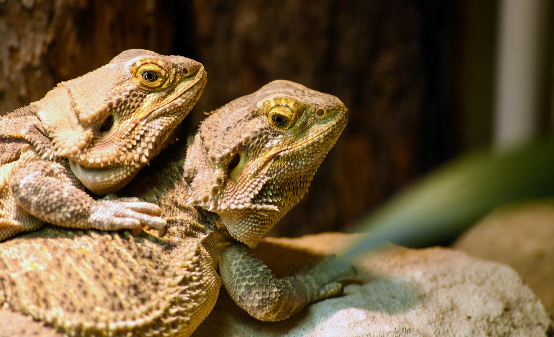 How Big Do Bearded Dragons Get? Growth & Size Chart - The Reptile Bay
