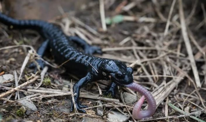 What do Salamanders Eat? Diet & Feeding Tips - The Reptile Bay