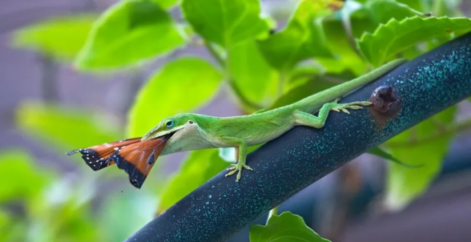 What do Lizards eat? Diet in the Wild & Pets - The Reptile Bay