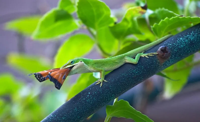 What do Lizards eat? Diet in the Wild & Pets - The Reptile Bay