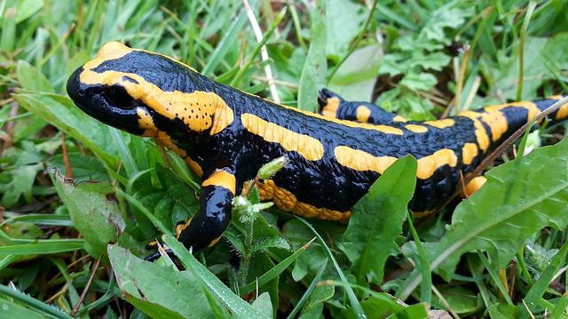 What do Salamanders Eat? Diet & Feeding Tips - The Reptile Bay