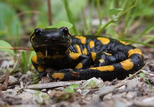 What do Salamanders Eat? Diet & Feeding Tips - The Reptile Bay