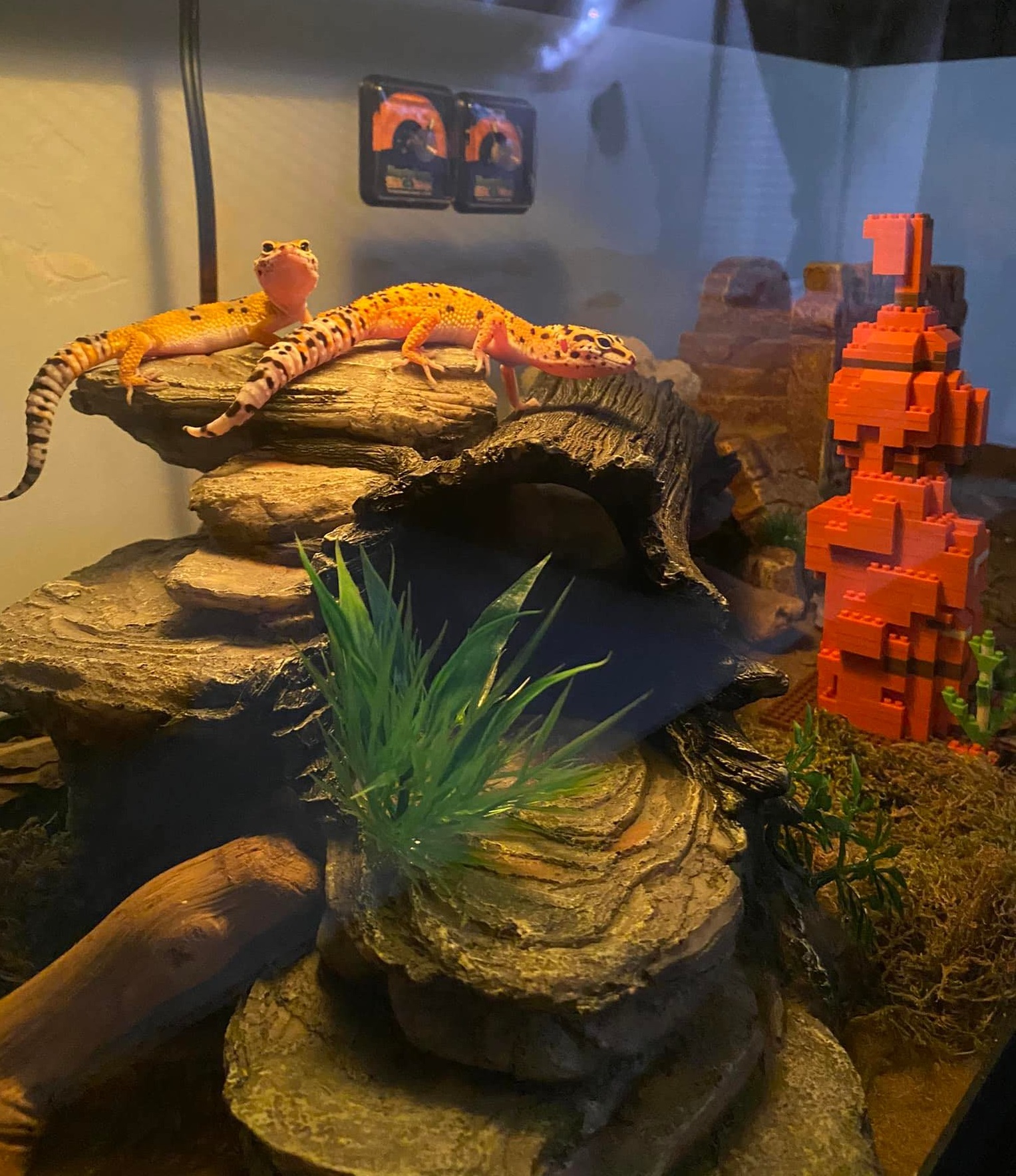 Reptile Terrarium Everything: Best Tanks for Setup, Buying Guide, Setup ...