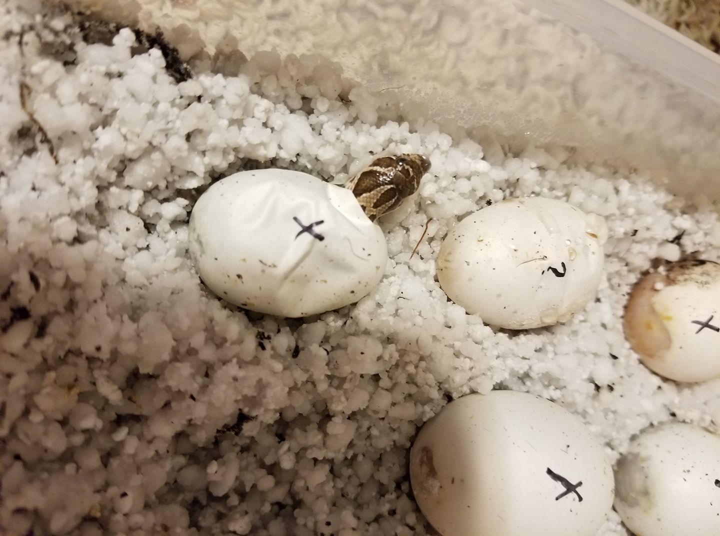 Snakes lay eggs? 3 ways snakes give birth - The Reptile Bay