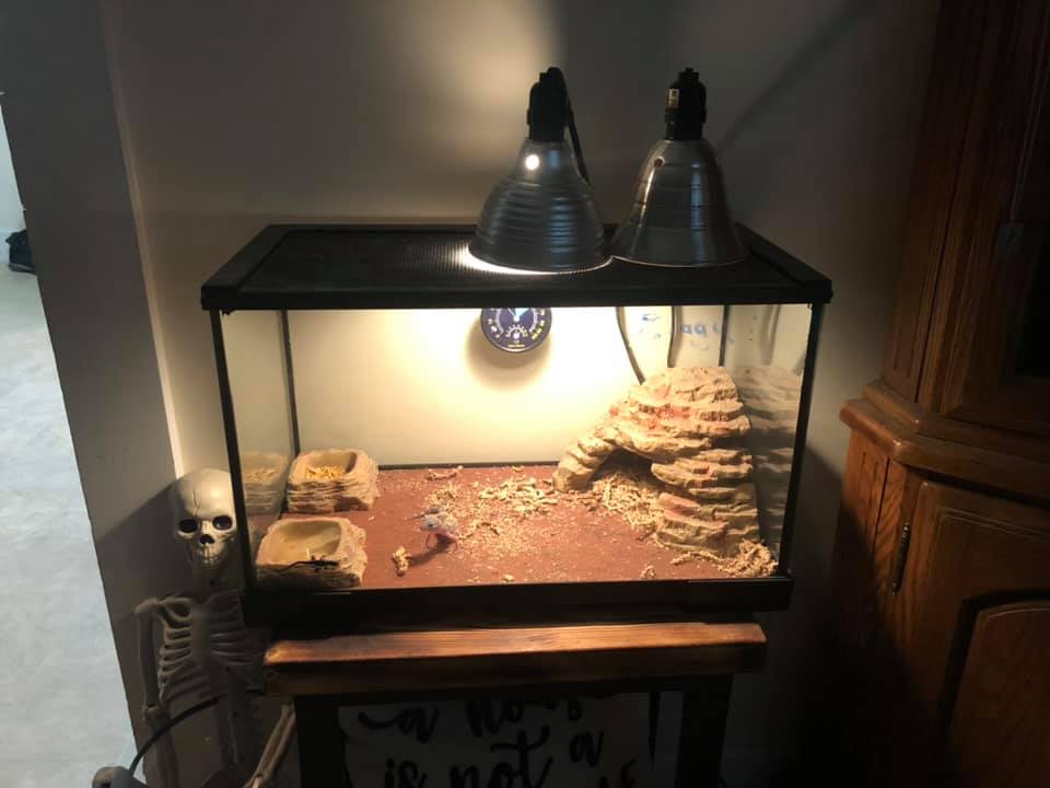 Best Leopard Gecko Habitat: Tank Size, Substrate, Lighting and Hides ...