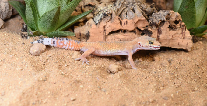 Best Leopard Gecko Habitat: Tank Size, Substrate, Lighting and Hides ...