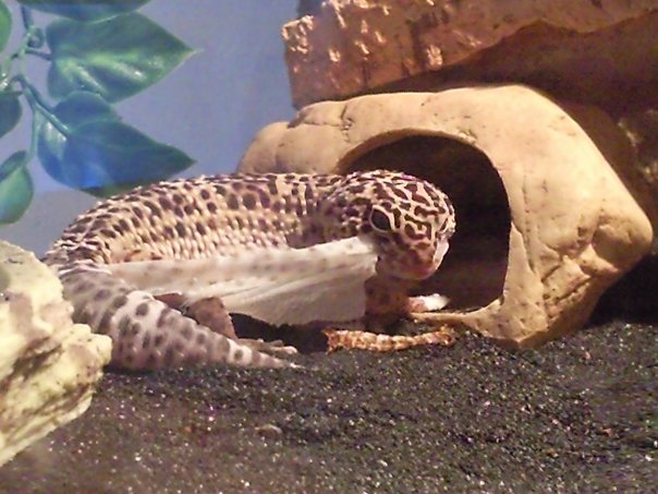 Leopard Gecko Shedding: The Symptoms, stuck Shed, Tips and More - The ...