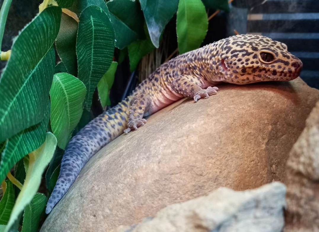 Leopard Gecko Shedding: The Symptoms, stuck Shed, Tips and More - The ...