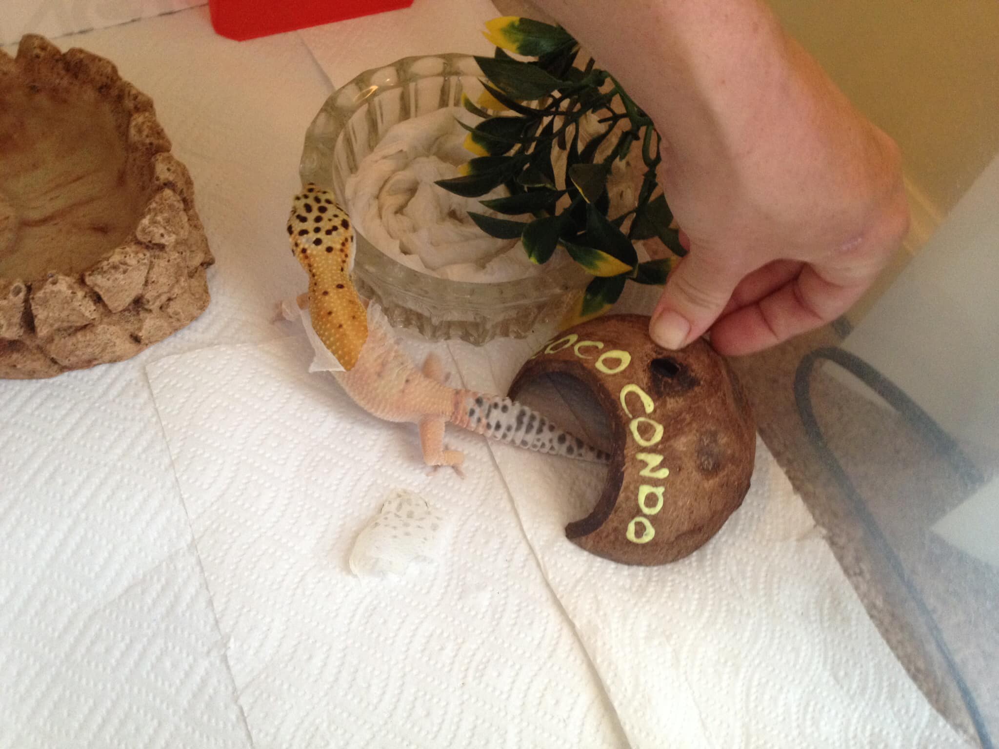 Leopard Gecko Shedding: The Symptoms, stuck Shed, Tips and More - The ...