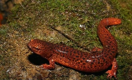 What do Salamanders Eat? Diet & Feeding Tips - The Reptile Bay