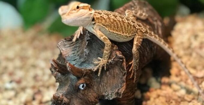 8 Tips to feeding & caring for your baby Bearded Dragons - The Reptile Bay