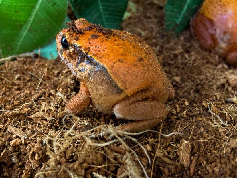 Tomato Frog: What To Beware of before purchasing - The Reptile Bay