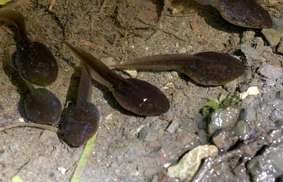 What do Tadpoles Eat? Raising & Feeding Tadpoles