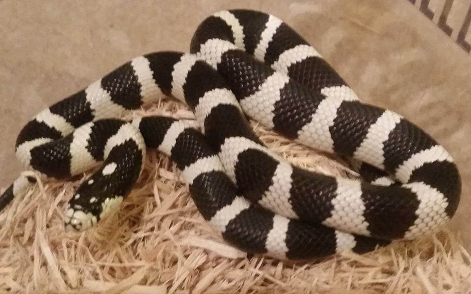 California Kingsnake: Are These Gorgeous Snakes Is It Right For You ...