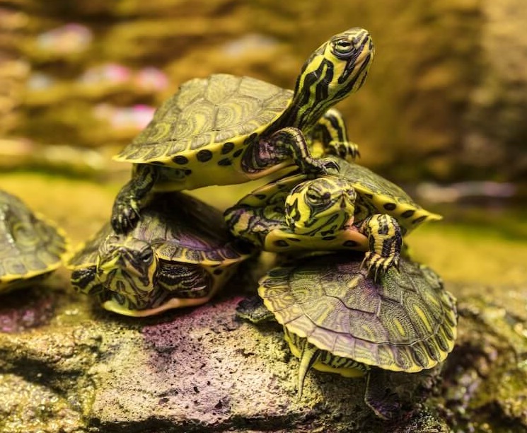 Yellow-Bellied Slider Care Guide: Diet, Size & Tank Set Up - The ...
