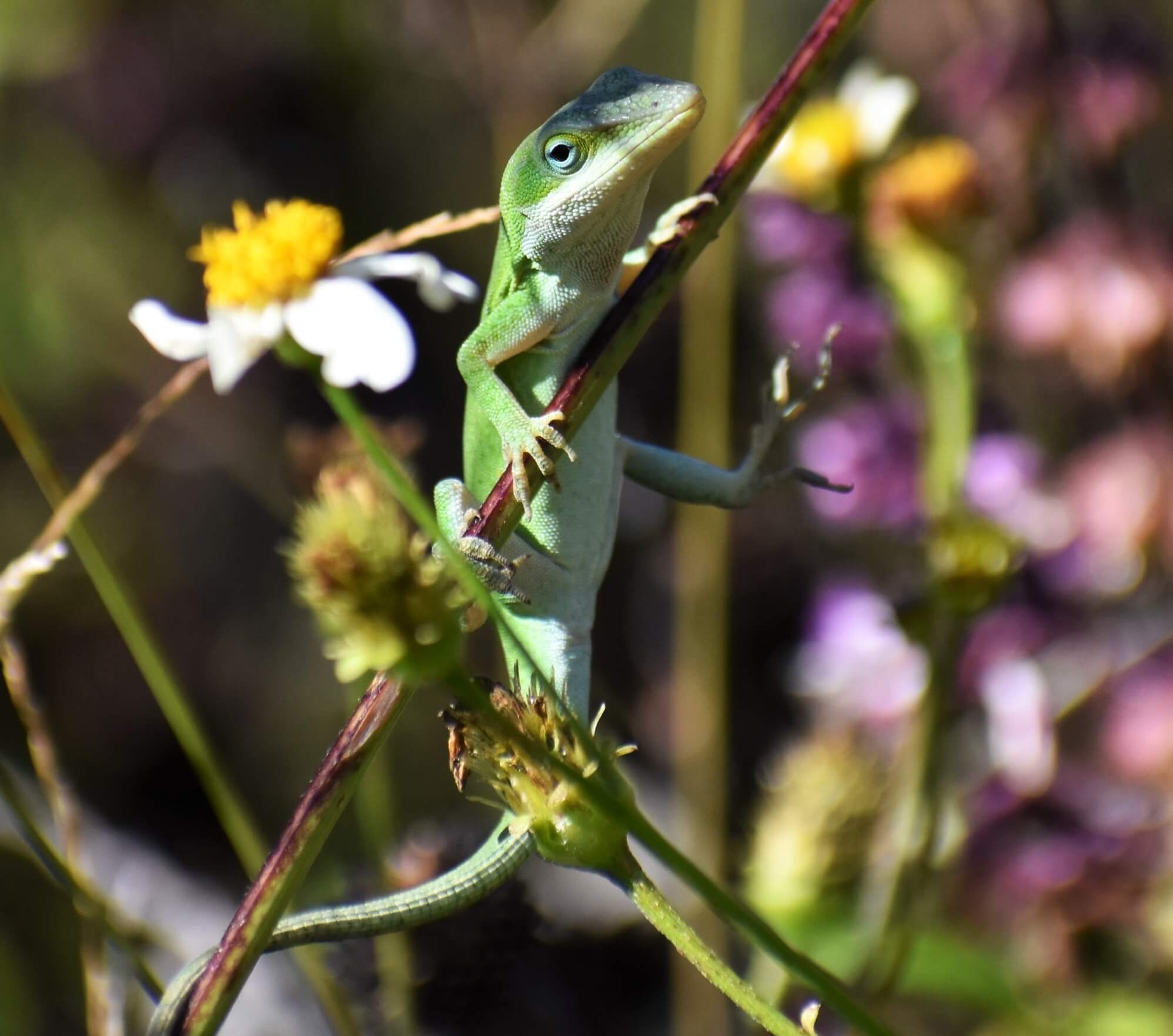 A Green Anole Care Sheet: The Everything You Need to Know - The Reptile Bay