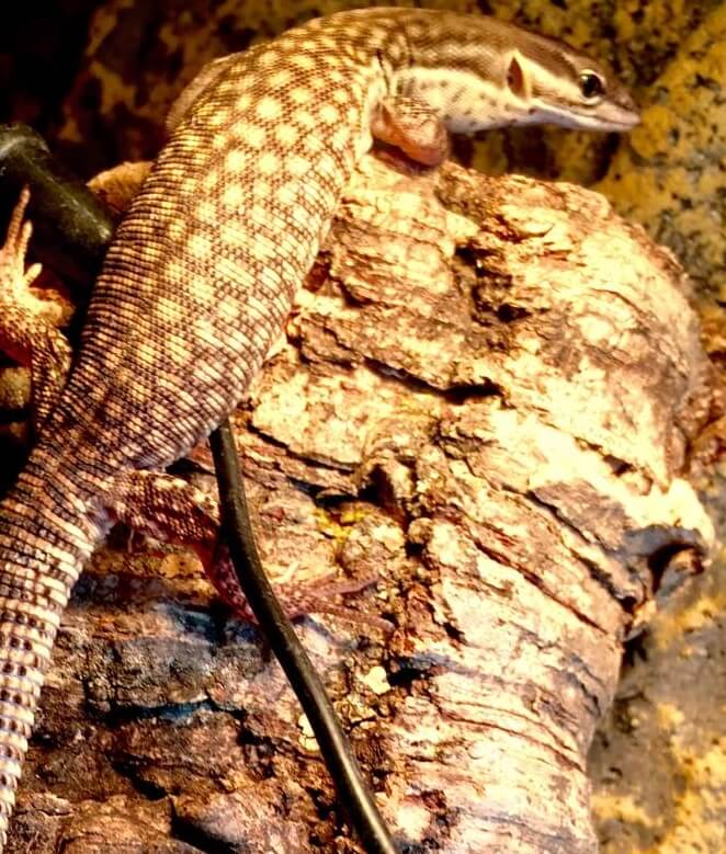Ackie Monitor Care Sheet: Temperament & Enclosure Settingup - The ...