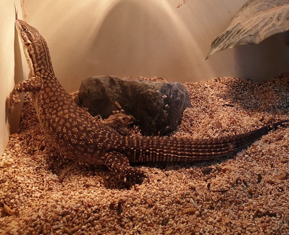 Ackie Monitor Care Sheet: Temperament & Enclosure Settingup - The Reptile Bay